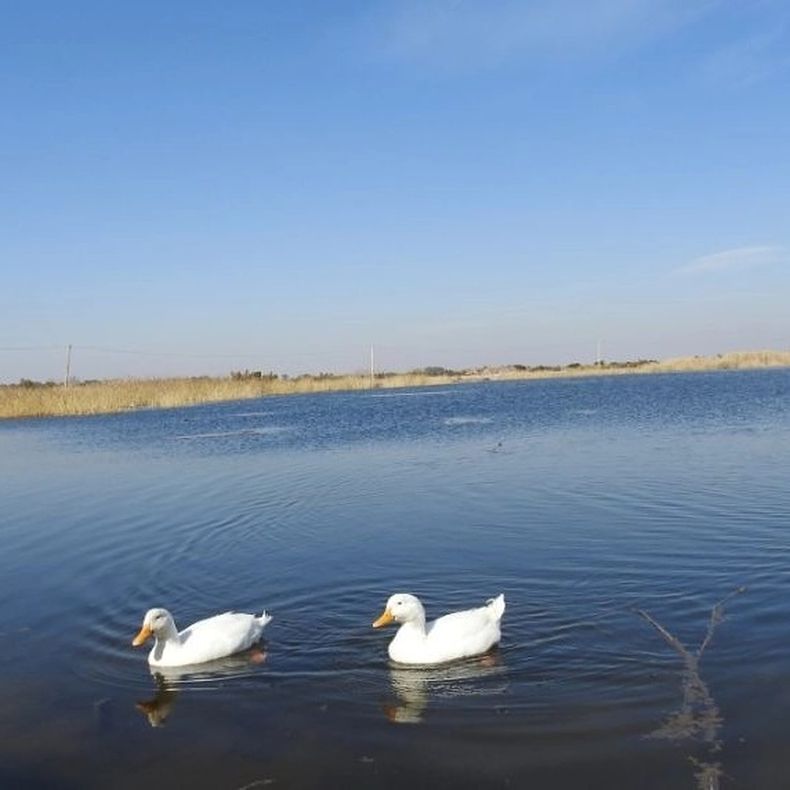 Laguna del Viboron: un humedal en Mendoza que está seco