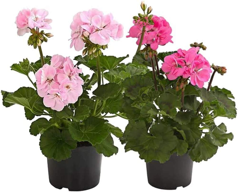 Geranios: conocé todo lo necesario sobre una de las plantas más nobles que existen