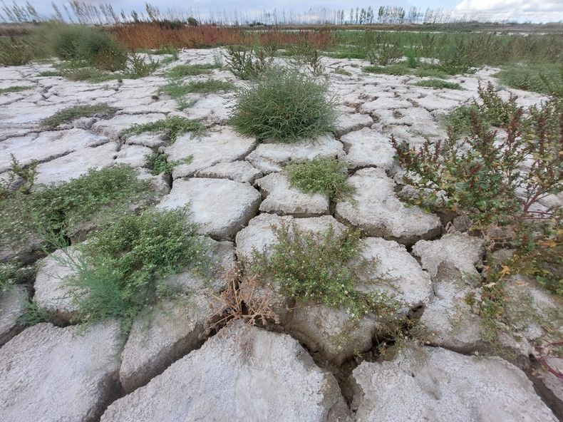 Laguna del Viboron: un humedal en Mendoza que está seco