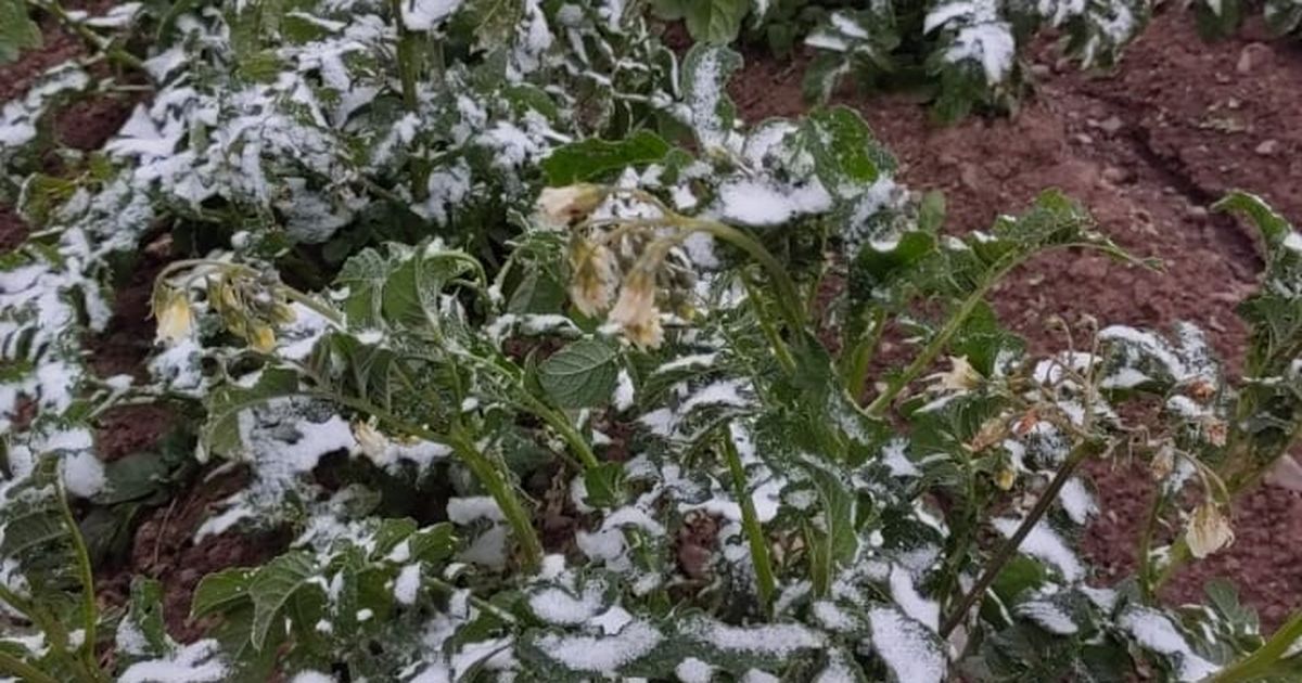Graves daños por helada: recomendaciones para productores