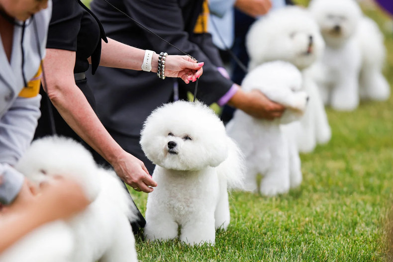 Competencia canina de Westminster: las mejores 20 fotos