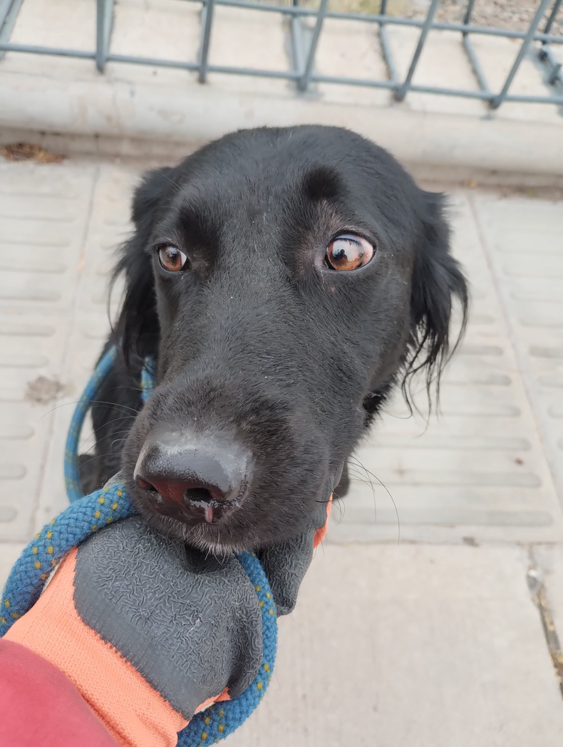 Un perro fue rescatado del canal Cacique Guaymallén: ¡mirá esa carita!