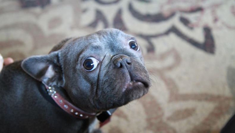 Ni a un rollo de papel, ni a otros animales: los 3 miedos más comunes ...