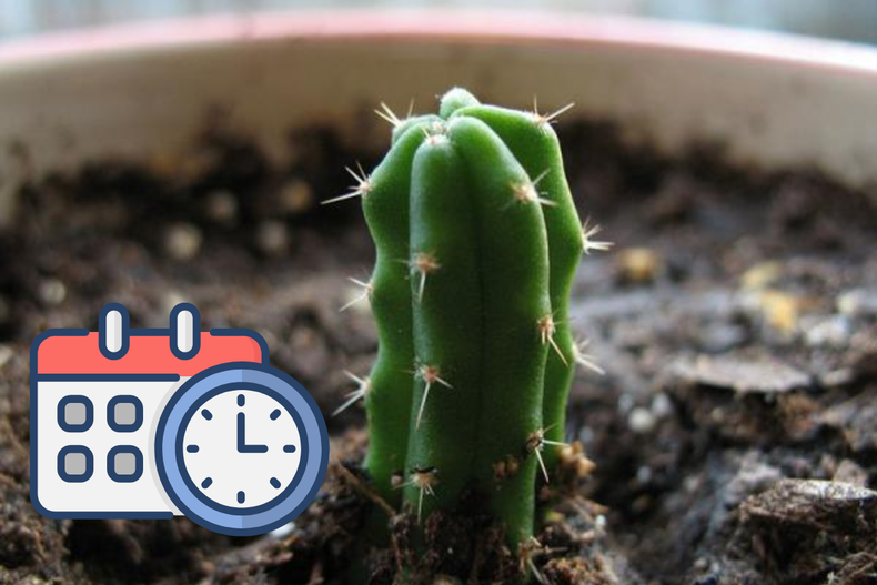 Jardinería: la enigmática flor que aparece sólo un día y parece de otro mundo