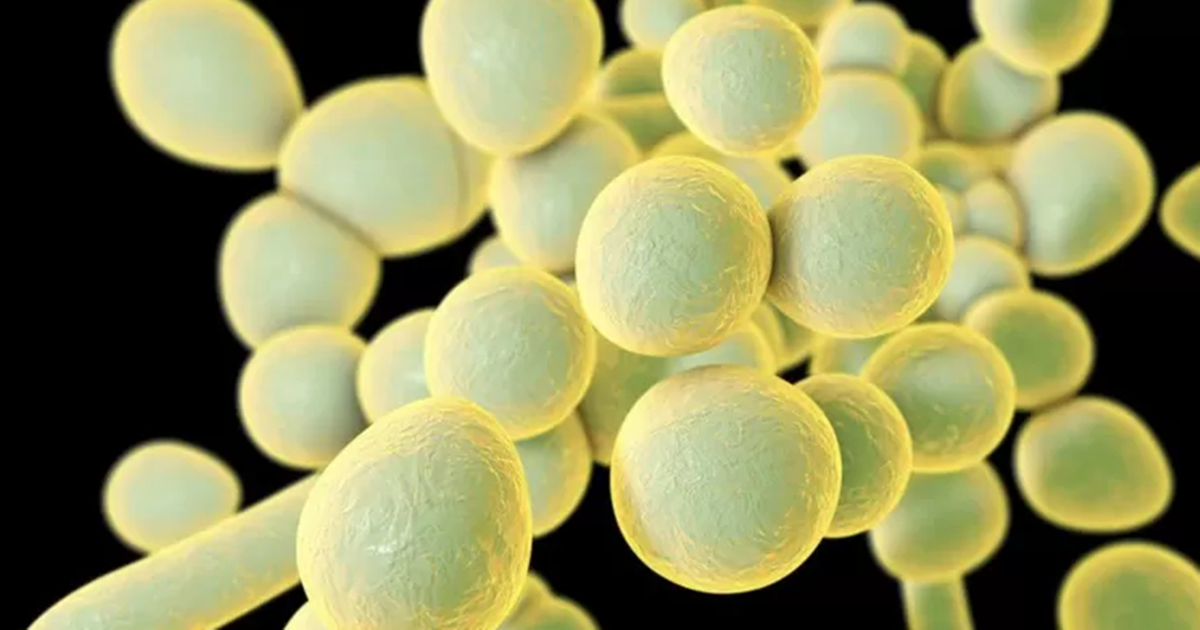 Confirman dos casos del súper hongo Candida auris en el país