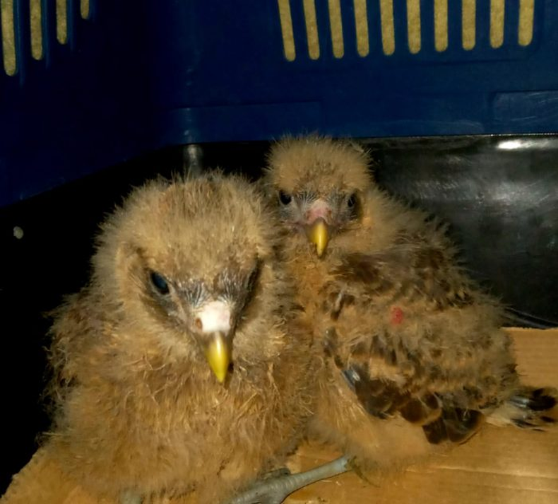 Primavera, época de pichones de aves silvestres: ¿Qué hacer si ...