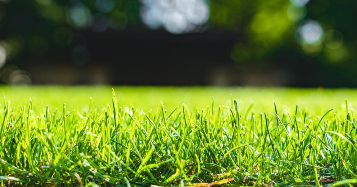 Jardinería: los secretos para un césped al estilo Florida