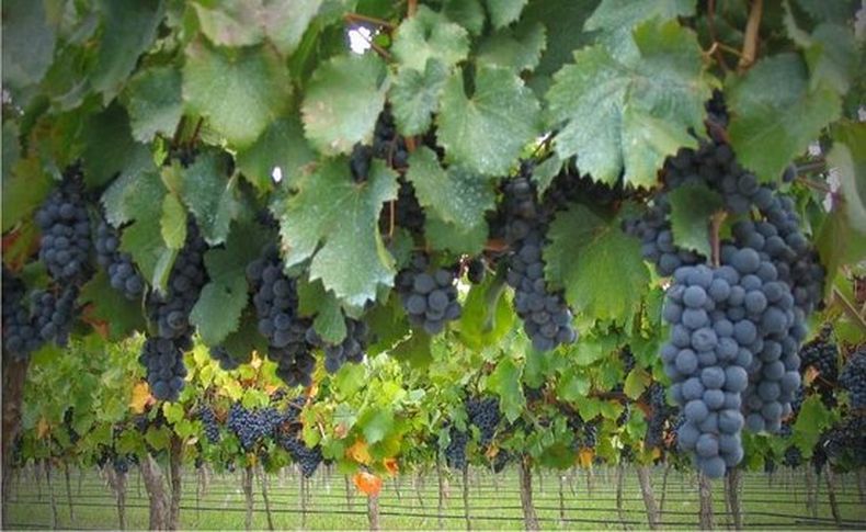 El malbec tiene su día mundial: orígenes del festejo