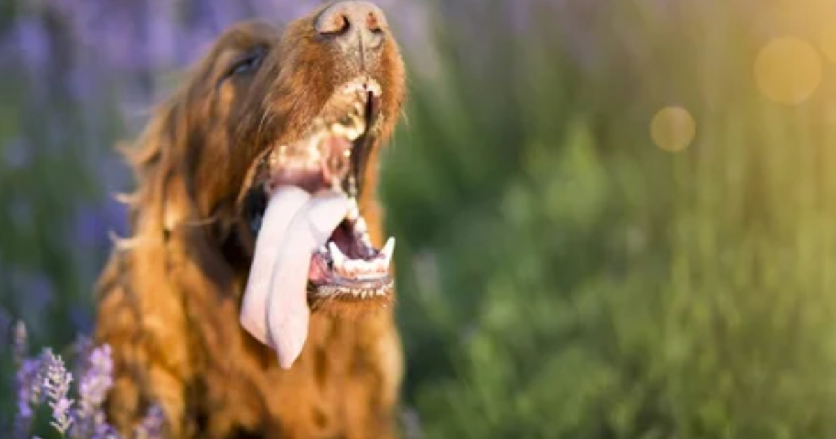 Mascota: descubrí cuándo el jadeo de tu perro se vuelve una señal de alarma
