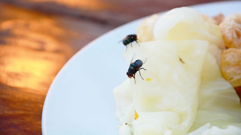 Siete trucos para eliminar las moscas para siempre