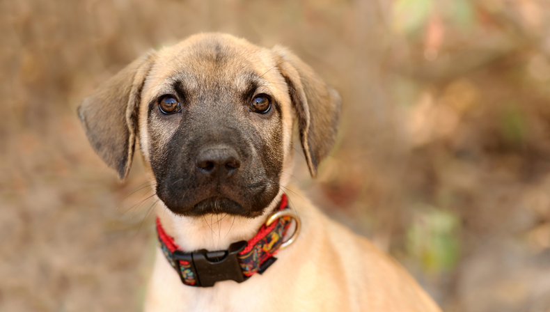 ¿Qué significa cuando tu perro te mira fijo a los ojos?