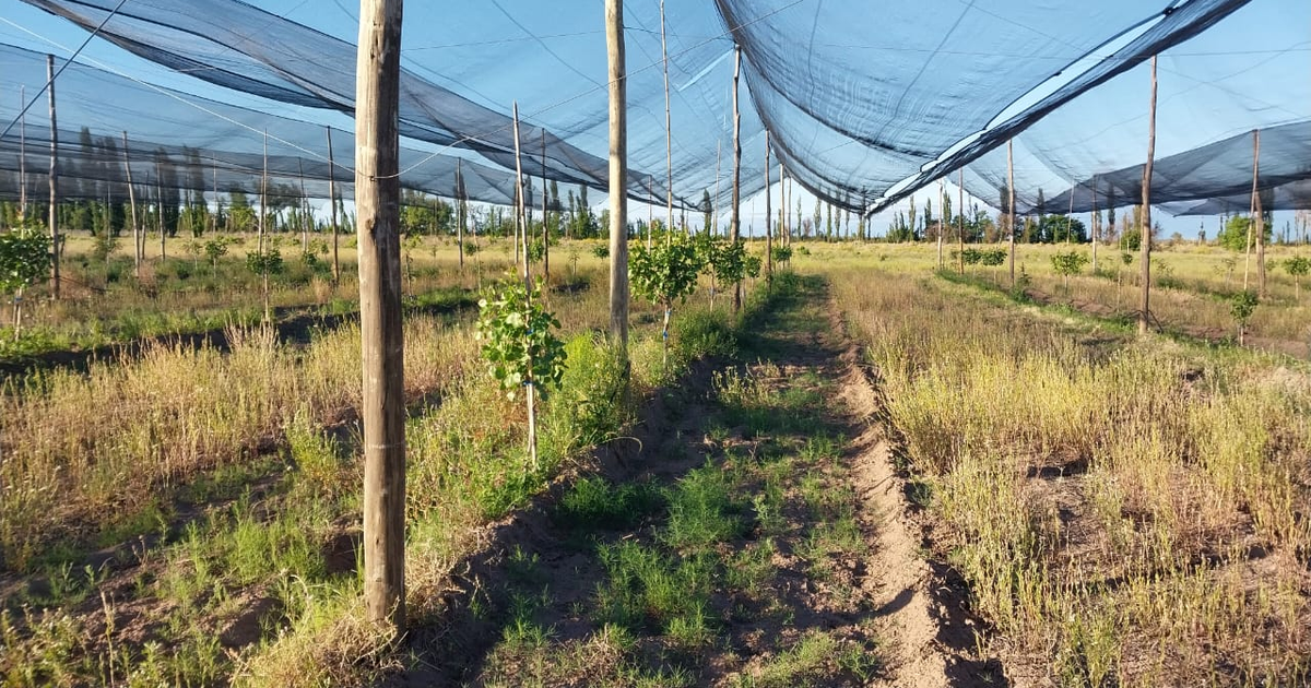 El INTA Rama Caída compartió información clave para la producción ...