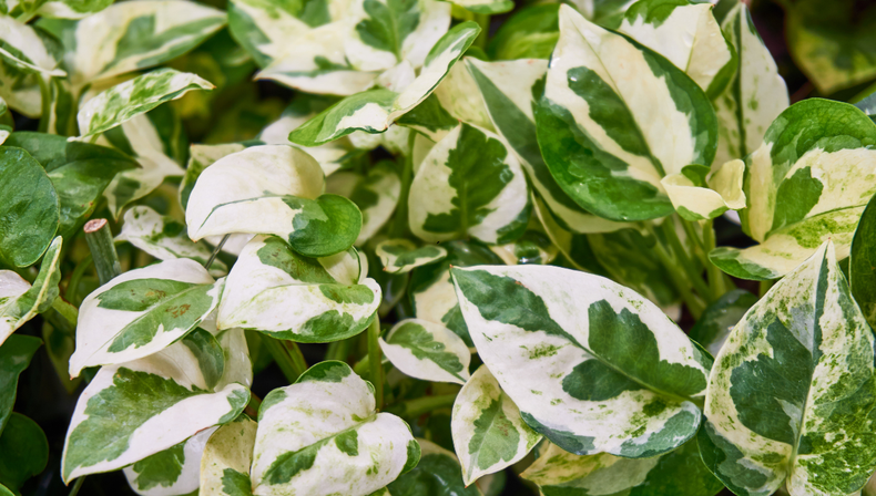 Jardinería: potus con hojas blancas, cuándo es un problema y cuándo es ...