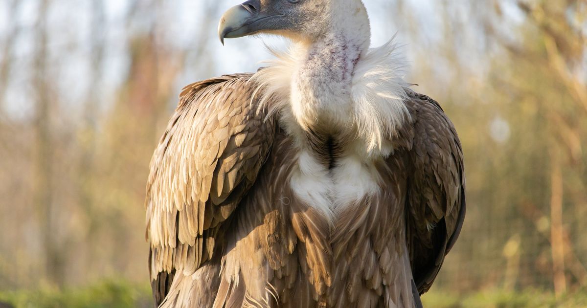 Por qué se festeja el Día Internacional del Buitre