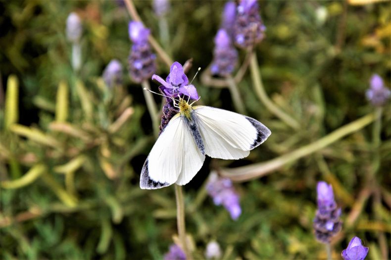 ¿Cuál es el significado del color de las mariposas?