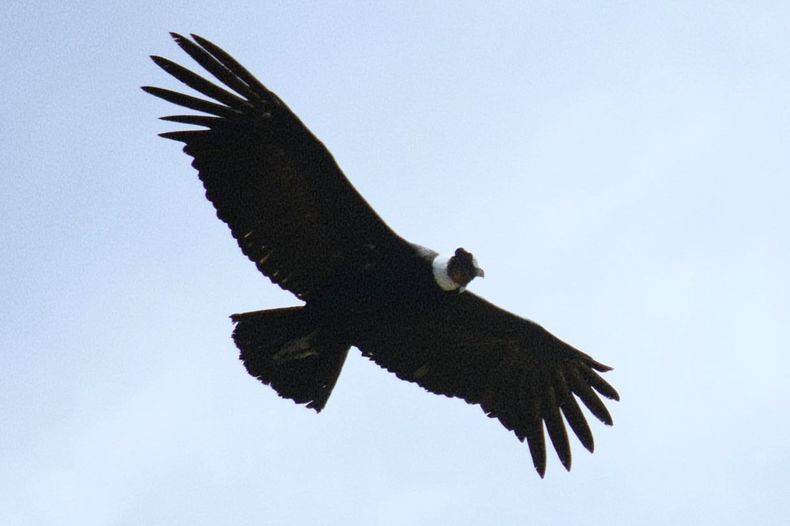 La majestuosidad del vuelo del cóndor se mantiene intacta en Mendoza