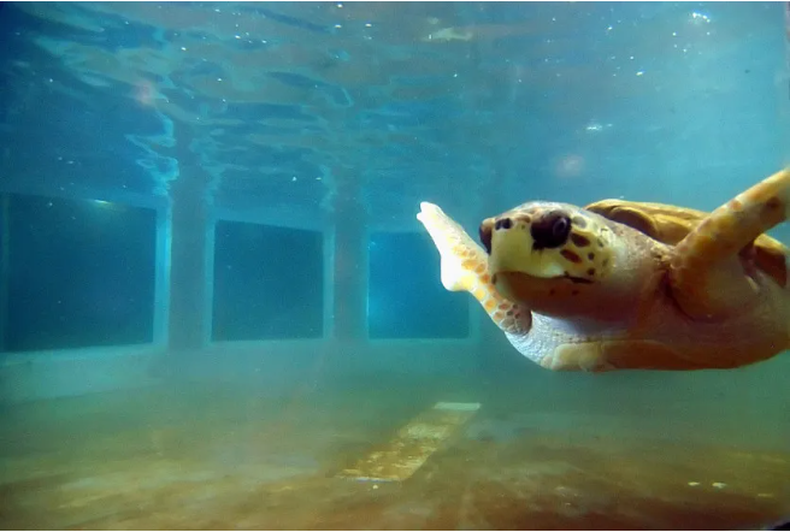 El adiós al tortugo Jorge: ya viaja a su nuevo hogar