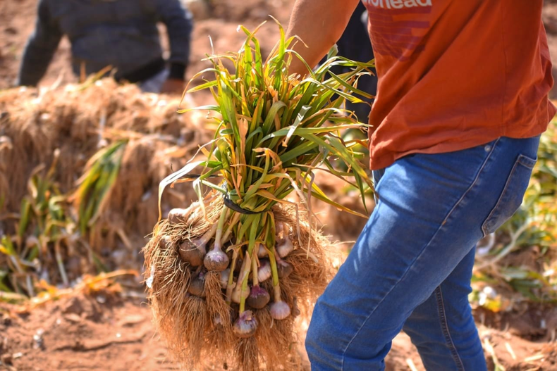 Producción De Ajo En El Valle De Uco Cómo Es El Recorrido Hasta Llegar