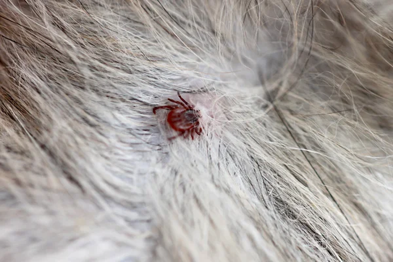 Mascota: cómo identificar la enfermedad de la garrapata en perros