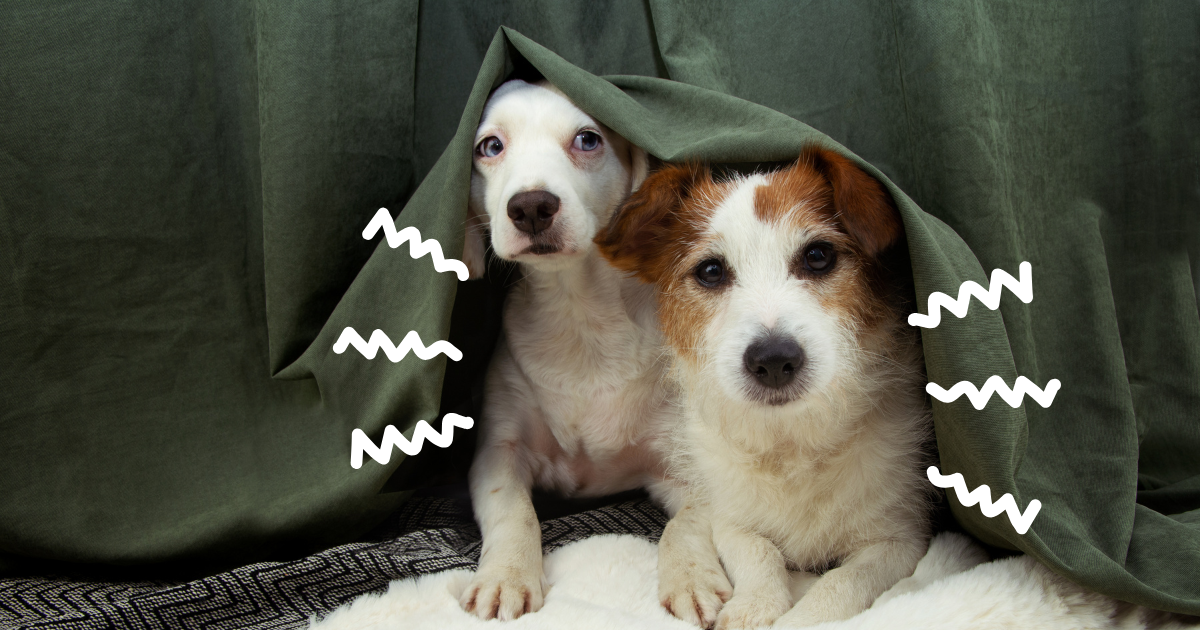 Ni a un rollo de papel, ni a otros animales: los 3 miedos más comunes ...