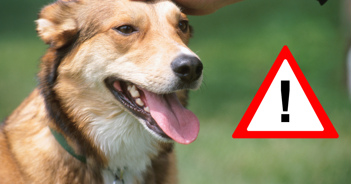 Mascota: cómo aproximarse a un perro de forma respetuosa