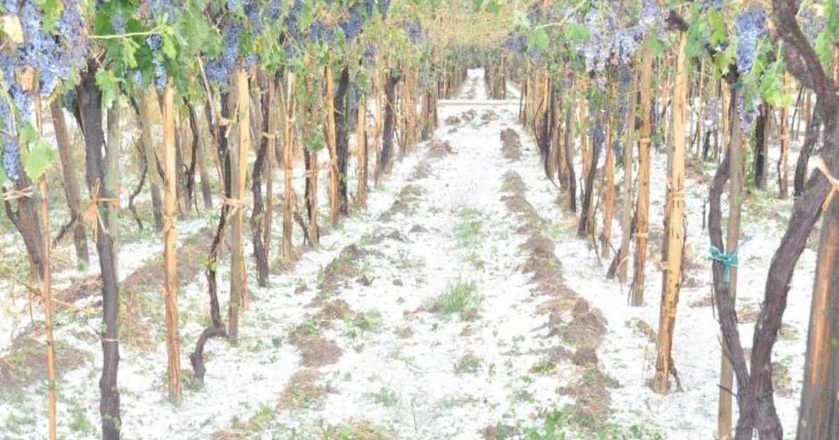 Heladas tardías: aprobaron un proyecto para ayudar a los productores