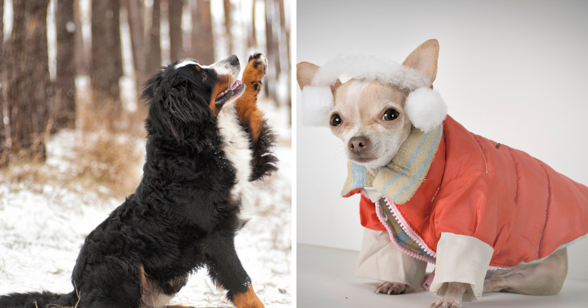 Mascota: qué tan resistente es tu perro al frío y cómo detectar si lo ...