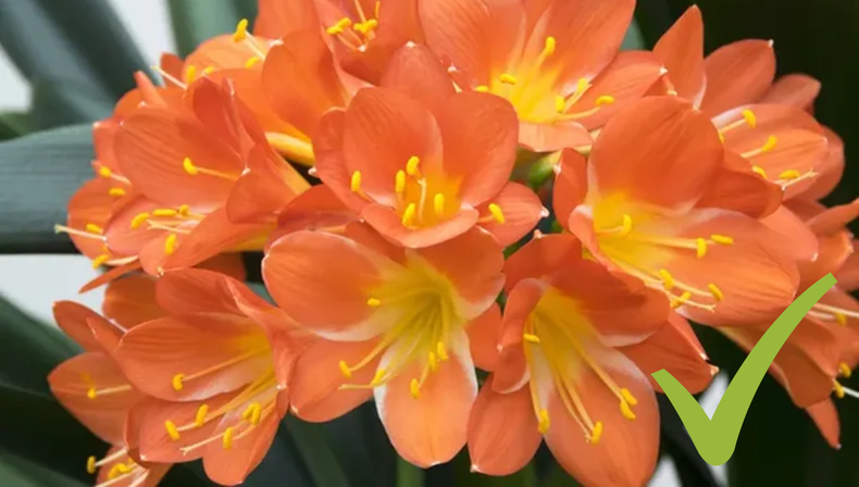 Ni la exposición al sol ni el riego: el secreto para que tus clivias florezcan