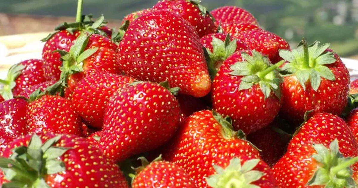 Temporada de frutillas, la preferida de los chicos: conocé todas sus ...