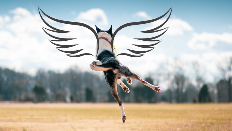 Las tres razas de perro con menor esperanza de vida, según un estudio