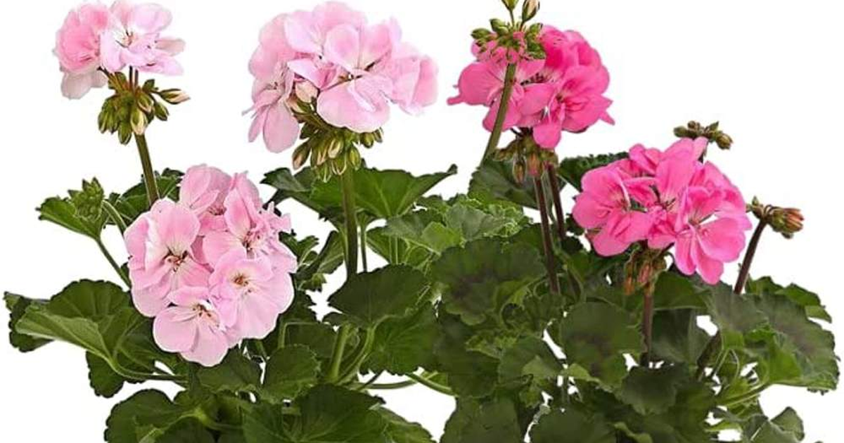 Geranios: conocé todo lo necesario sobre una de las plantas más nobles ...
