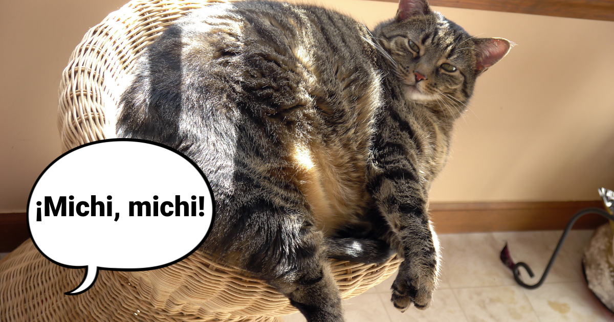 Mascota: de dónde viene la palabra michi y por qué se usa para llamar ...