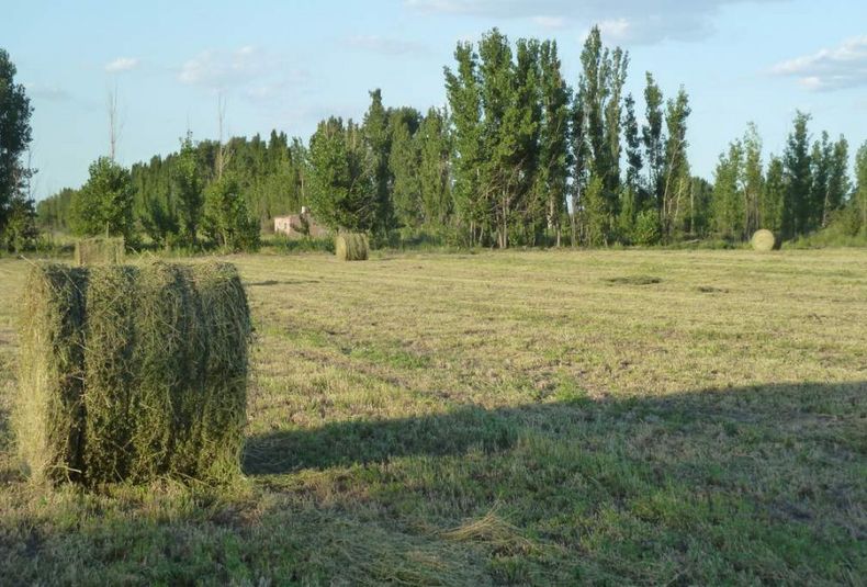 San Rafael evalúa nuevos cultivos ante las complicaciones del ajo y la ...