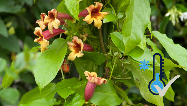 Jardinería: esta es la trepadora ideal si querés color todo el año y ...