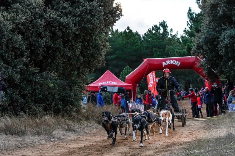 Perros: así es el Mushing, el deporte nacido de la fiebre del oro