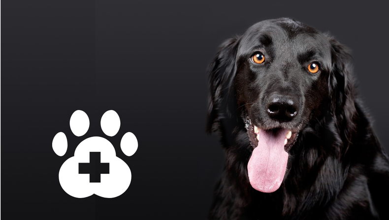 Comportamiento canino: Cómo saber si tu mascota jadea demasiado y qué ...