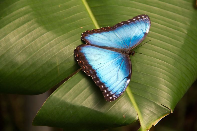 ¿Cuál es el significado del color de las mariposas?