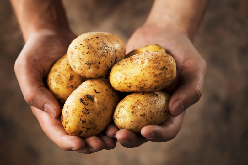 Papas andinas en Mendoza, la innovación del INTA para un cultivo con ...