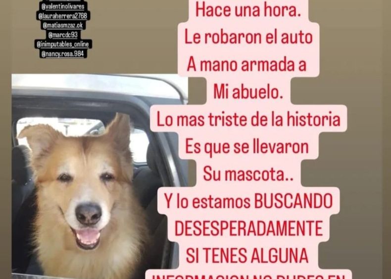 Cómo Saber Si Un Perro Es Robado