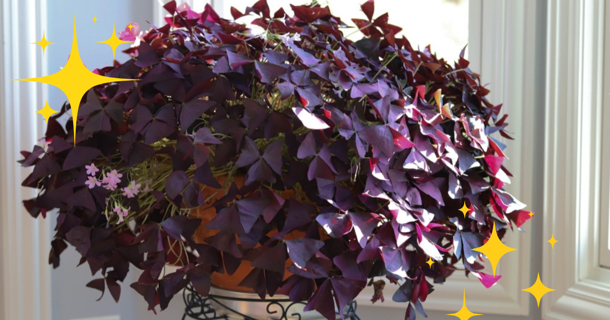 Cómo cuidar la planta trébol morado para que crezca sano y colorido ...