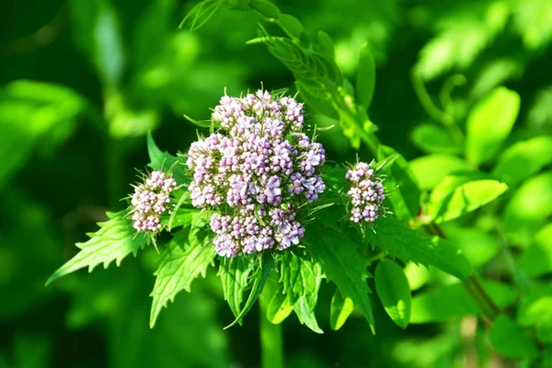 Jardinería: los beneficios del té de valeriana y cómo cultivarla en casa
