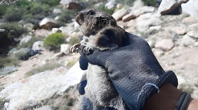 Hallazgo científico en Mendoza: identifican nueva especie de roedor ...