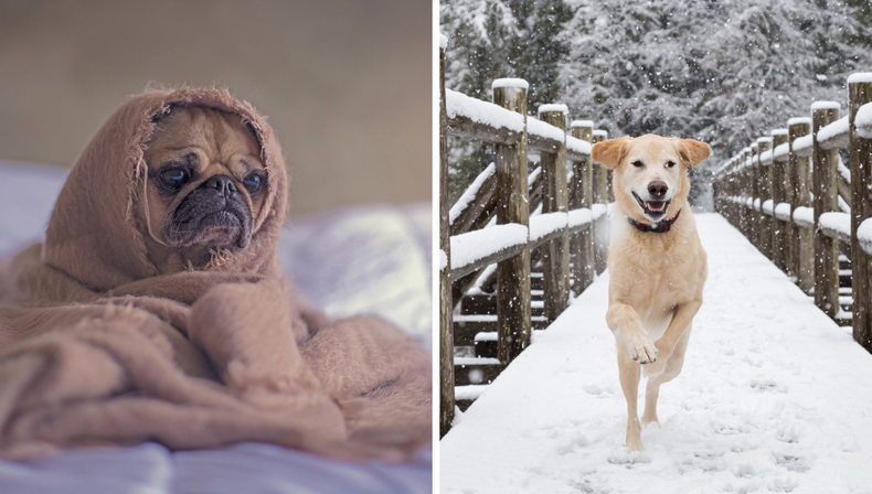 Mascota: ¿cómo proteger, o no, a tu perro del frío?
