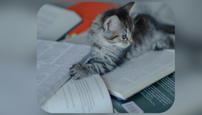 Qué significa que tu gato se acueste sobre tus cosas, según expertos