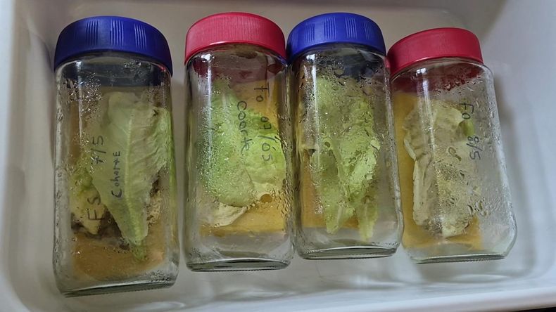 INTA explicó qué es la peste negra que amenaza la producción de lechuga ...