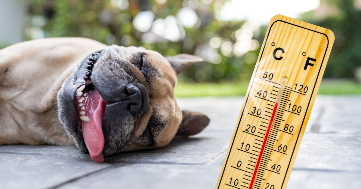 Mascota: cómo saber si tu perro sufre de un golpe de calor y qué hacer