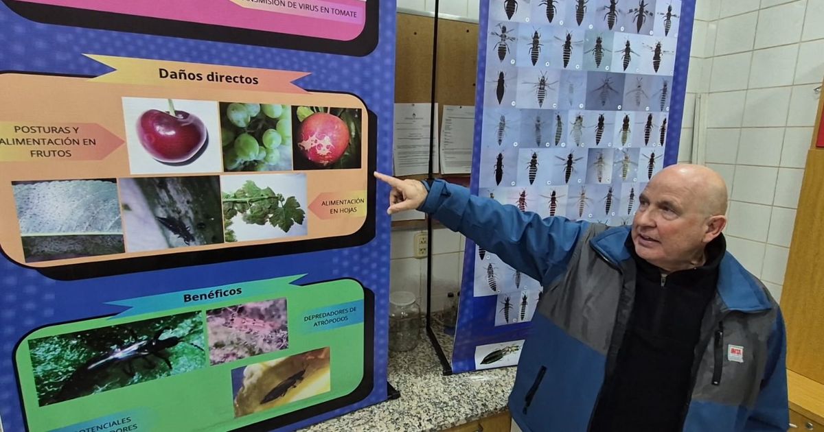 INTA explicó qué es la peste negra que amenaza la producción de lechuga ...