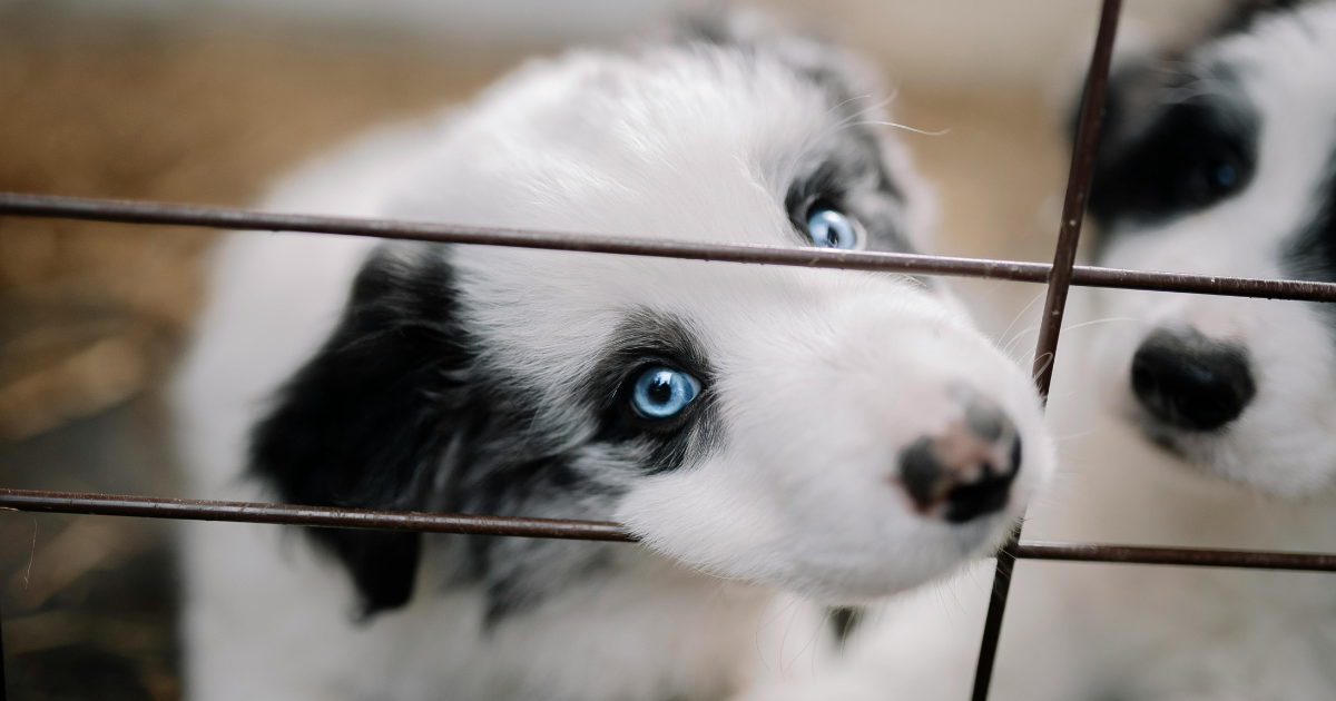 Mascota: qué dicen los expertos sobre usar el canil como castigo en perros