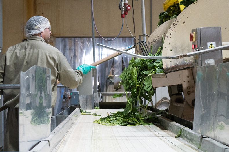 Cómo es la planta que desde Mendoza provee alimentos al mundo