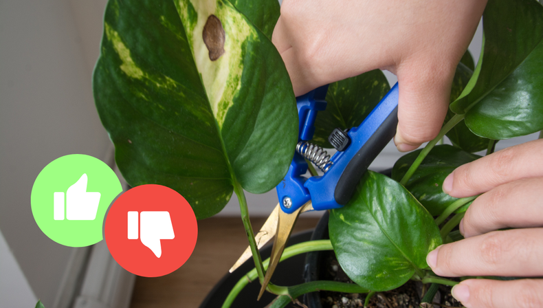 Jardinería: cómo podar el potus para que crezca fuerte, frondoso y sin ...